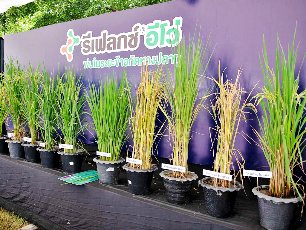 ซินเจนทา เปิดตัวผลิตภัณฑ์นวัตกรรมปราบเชื้อรา แก้โรคในนาข้าว - Agriplusnews