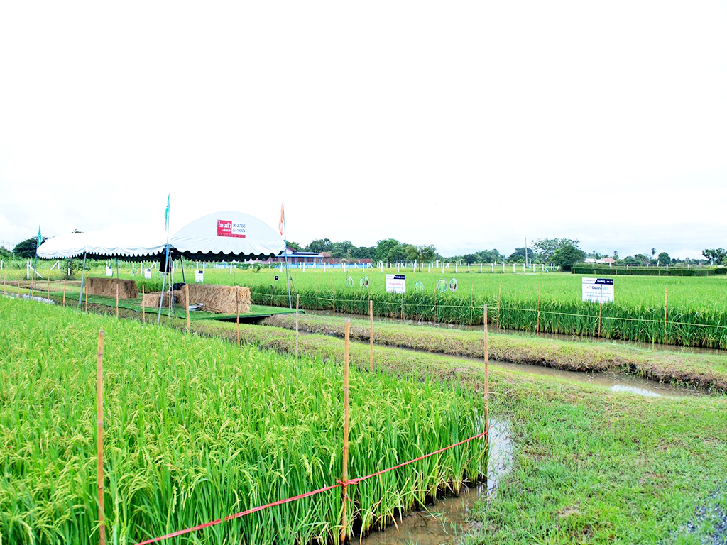ซินเจนทา เปิดตัวผลิตภัณฑ์นวัตกรรมปราบเชื้อรา แก้โรคในนาข้าว - Agriplusnews
