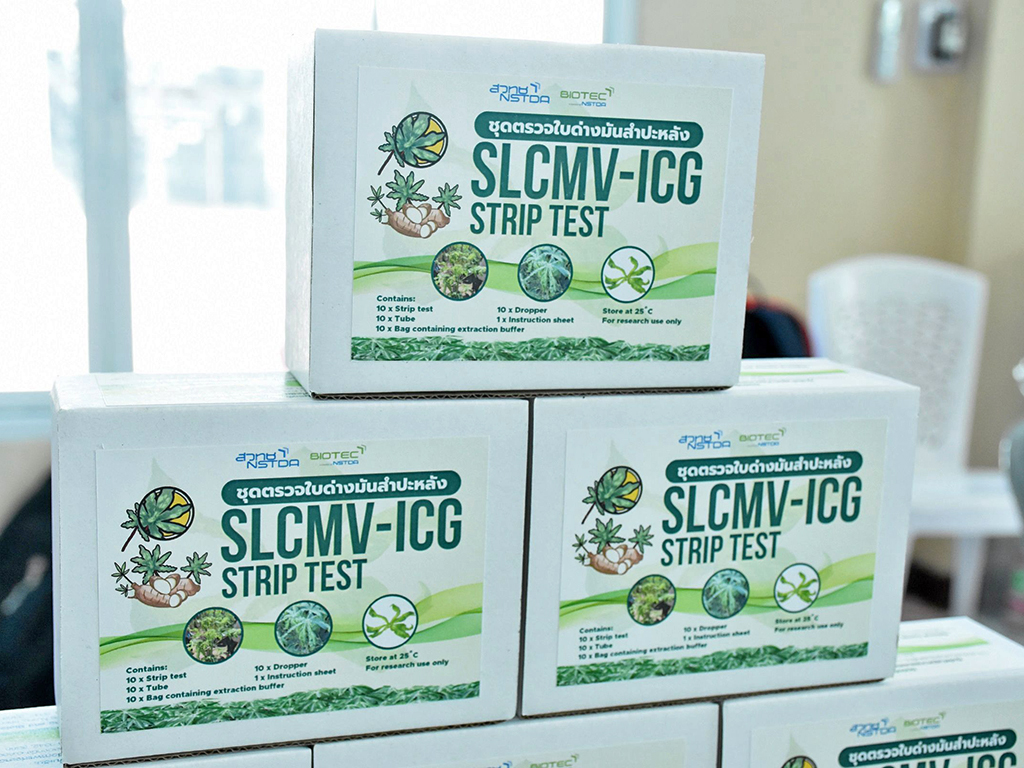 การตรวจโรคใบด่างมันสำปะหลังด้วยชุดตรวจ แบบง่าย ทำได้ด้วยตัวเอง ...