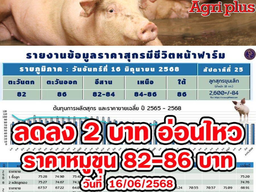 ราคาหมูขุน ลดลง 2 บาท 82-86 บาท - Agriplusnews